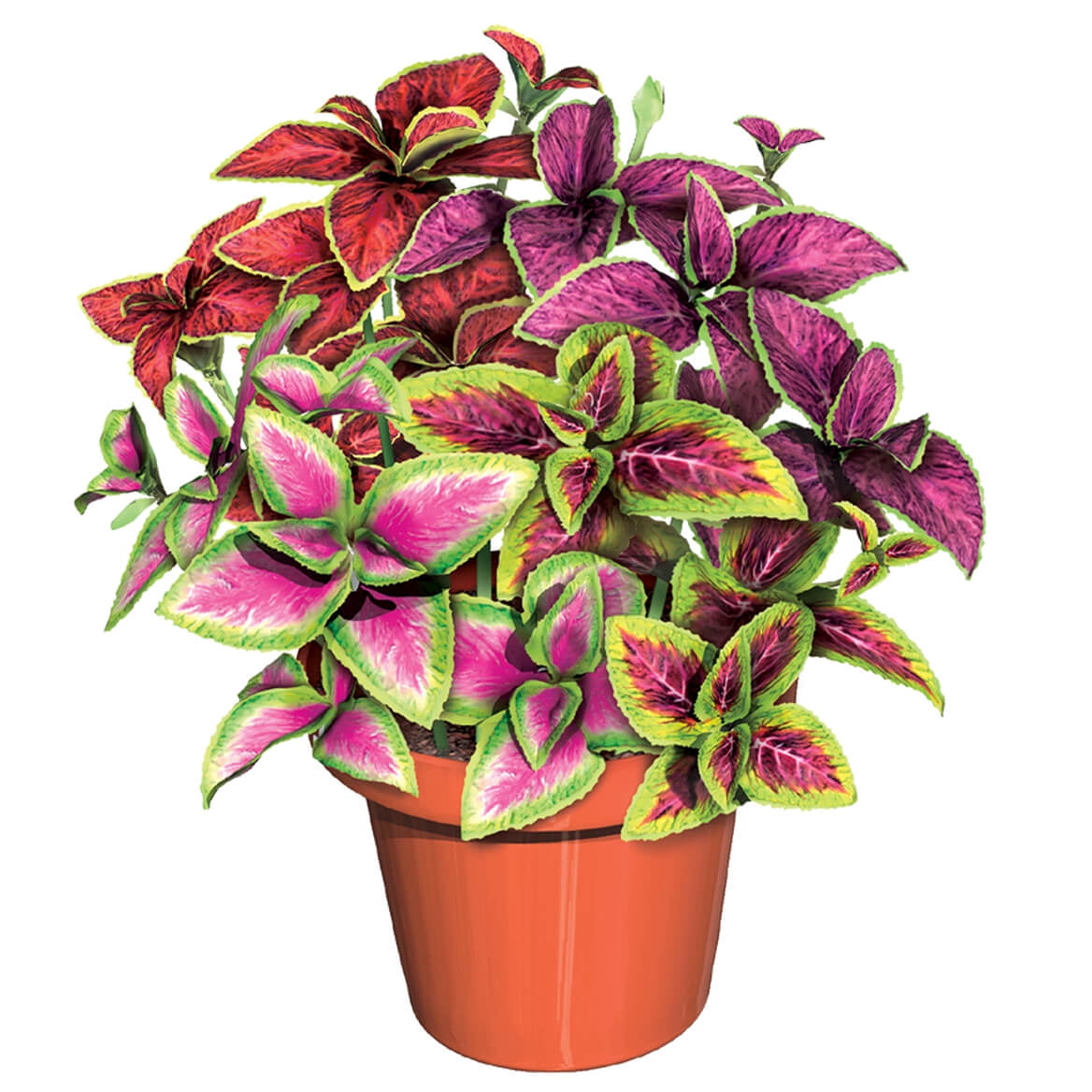 Rainbow Plant Set for Indoor/Outdoor, Includes 3-4” Pot, Soil & Magical ...