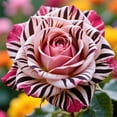 Rainbow Rose For Planting with Perennial Bloom Beautiful Garden Gift ...