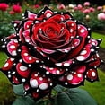 Rainbow Rose For Planting with Perennial Bloom Beautiful Garden Gift ...
