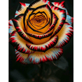 Rainbow Rose for Planting Outdoors--Easy to Grow & Quick Sprouting ...