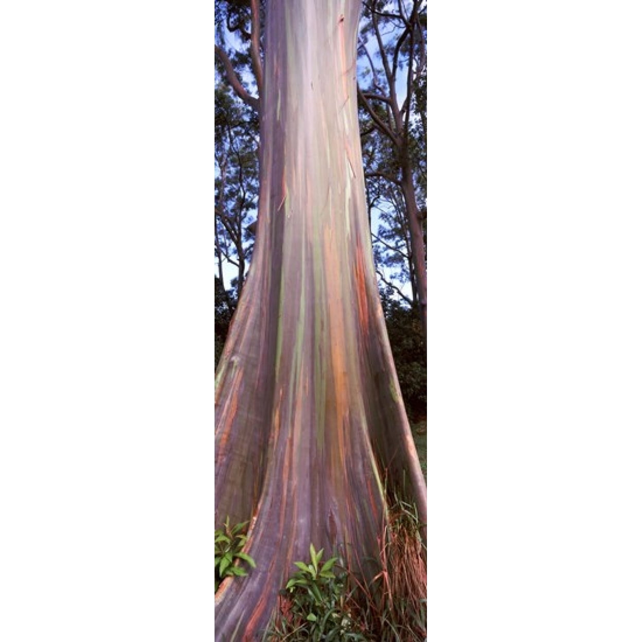 Rainbow eucalyptus (Eucalyptus deglupta) tree Hana Highway Maui Hawaii ...