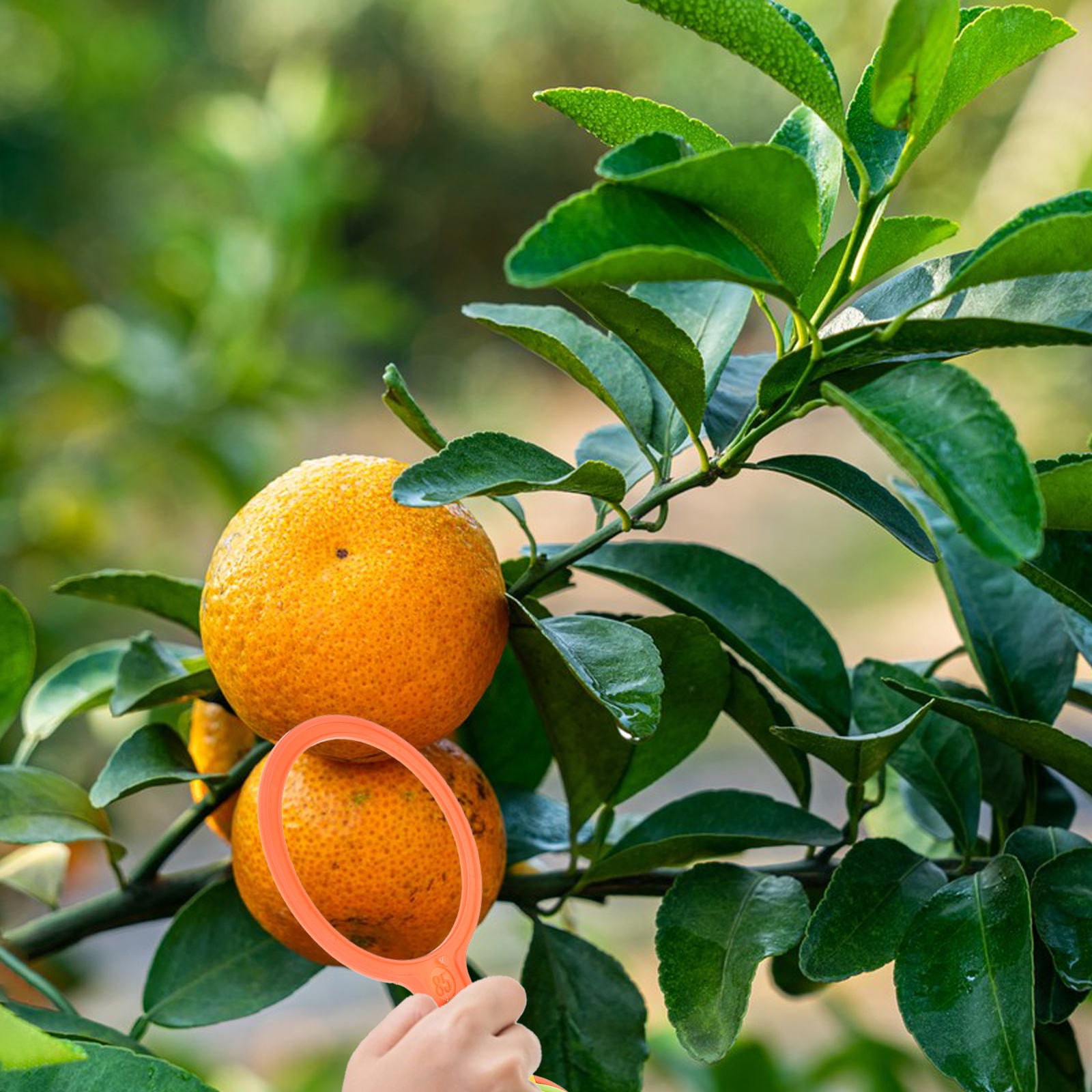 Raindrops Circular Measure Ruler Plastic For Farmers 1Set - Walmart.com