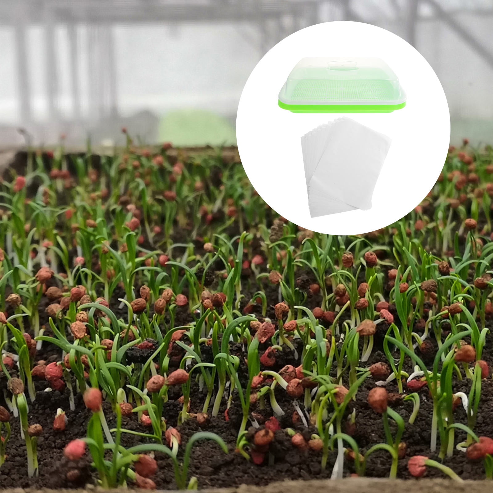 Raindrops 1 Set Soilless Hydroponics Sprouter Grow Tray Lidded ...