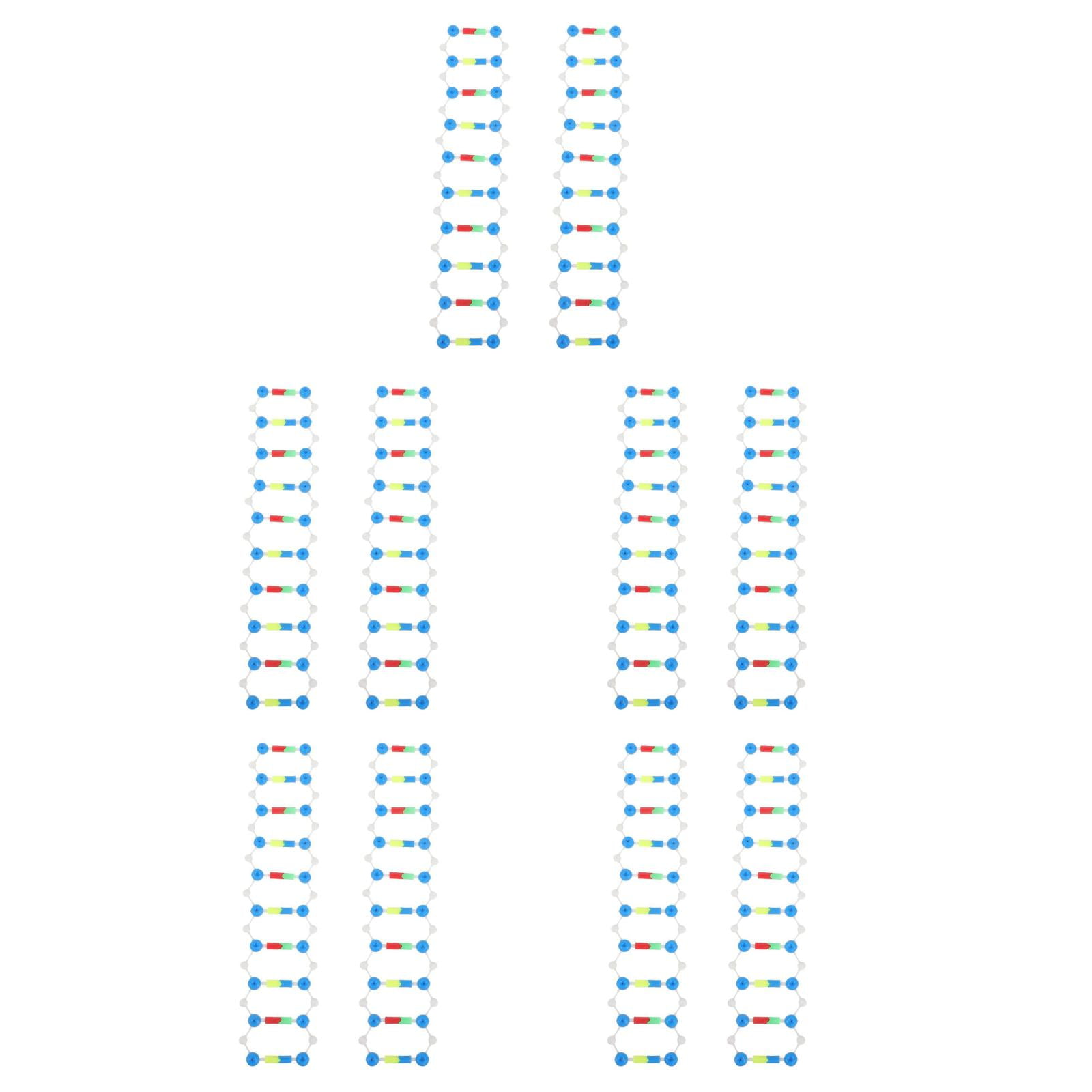 Raindrops 10 pcs Dna Model Double Helix Structure Model Dna Display ...