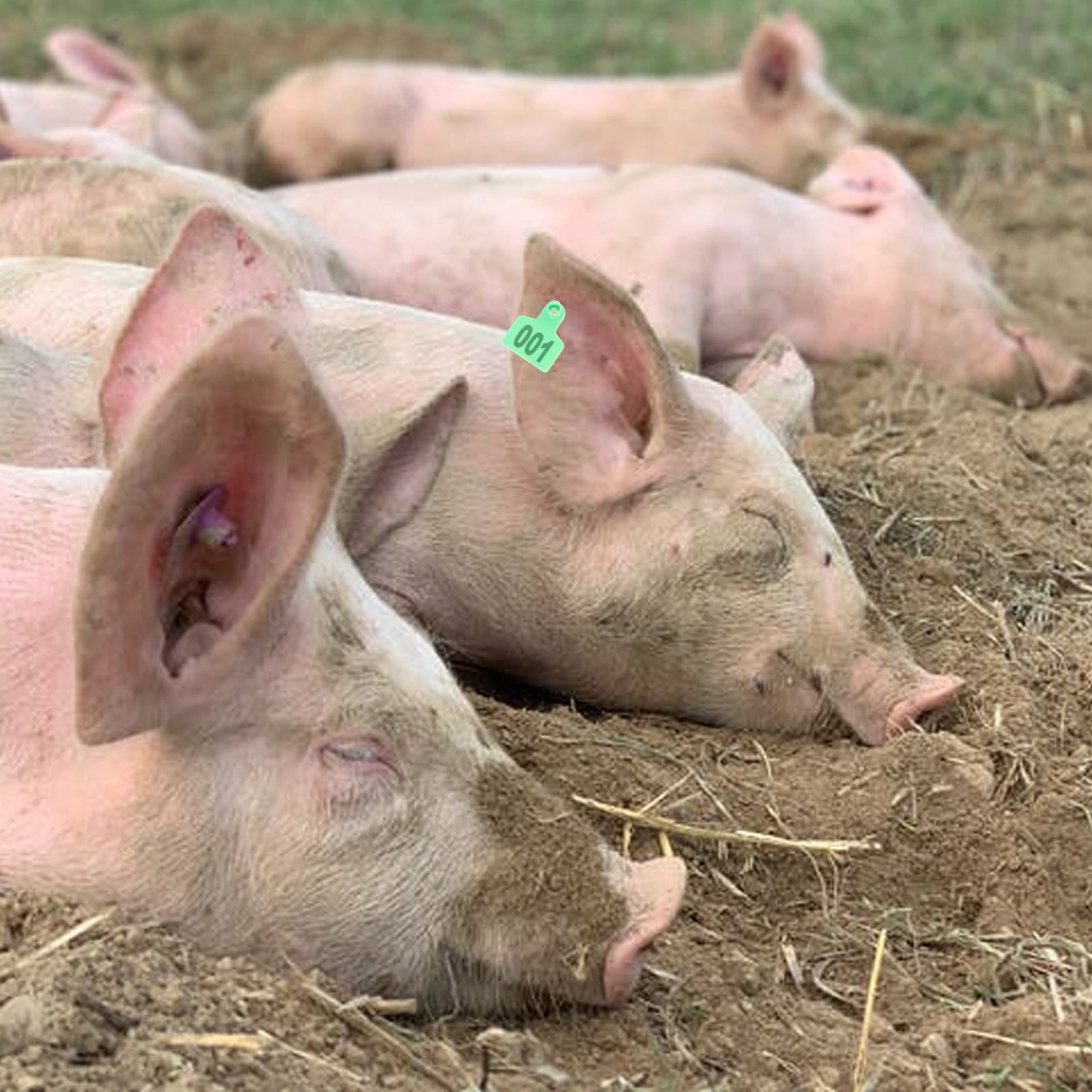 Raindrops 100pcs Animal Ear Tags Livestock Ear Tags with Number for ...