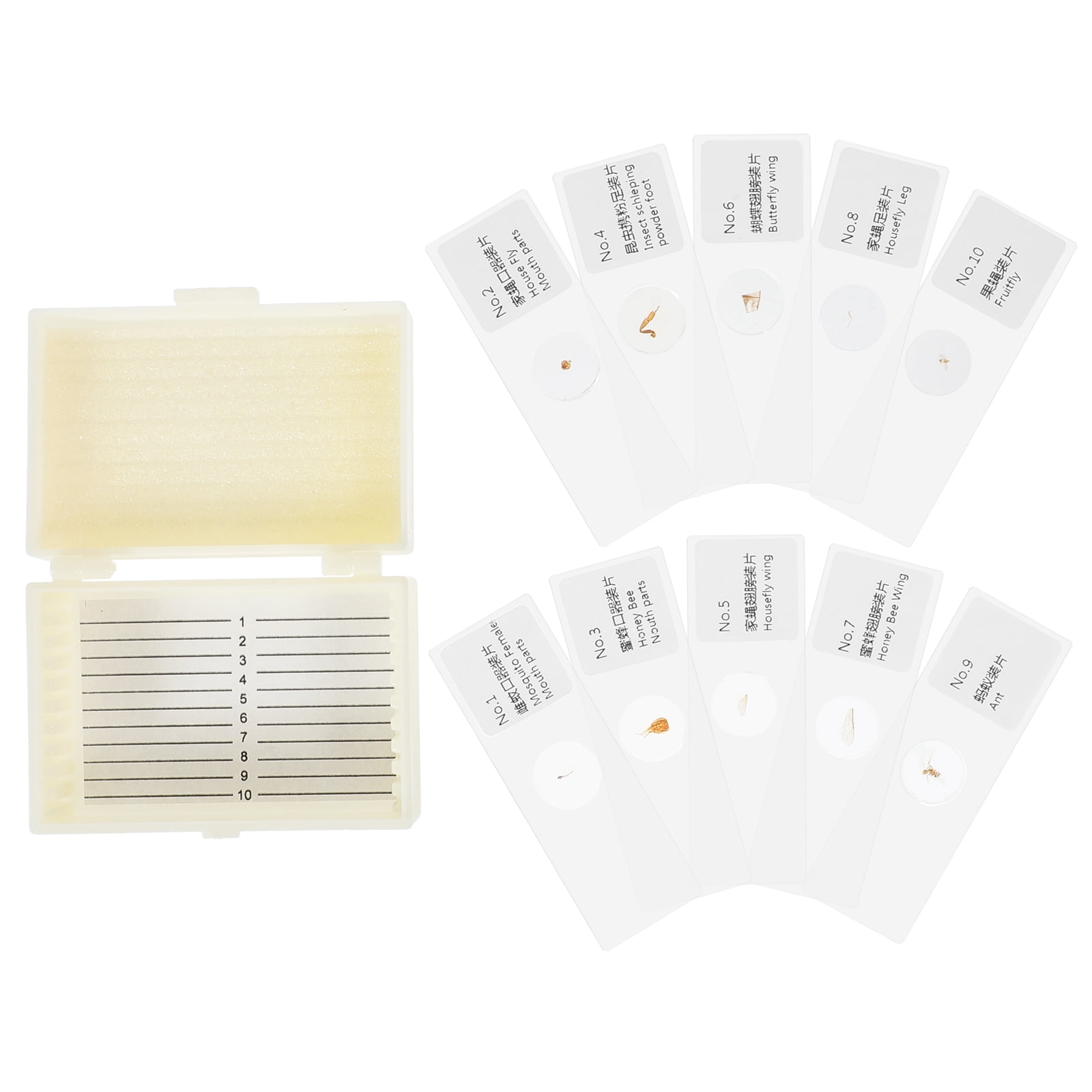 Raindrops 10pcs Kids Microscope Slides with Specimens Prepared Glass ...