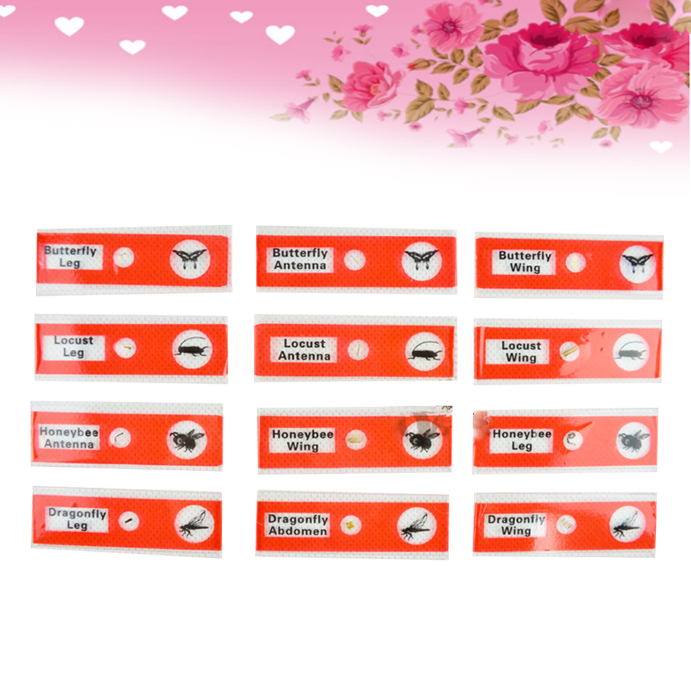 Raindrops 12PCS Microscope Slide Children's Plastic Biological Slide ...