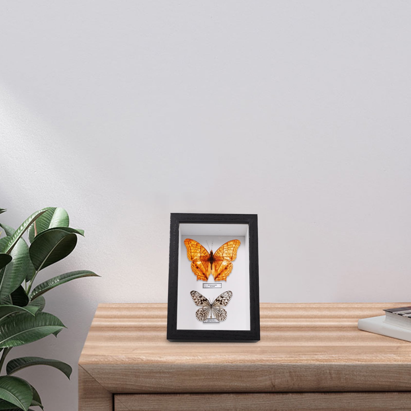 Raindrops 1Set Specimen Display Board Wooden Display Frame For Home ...