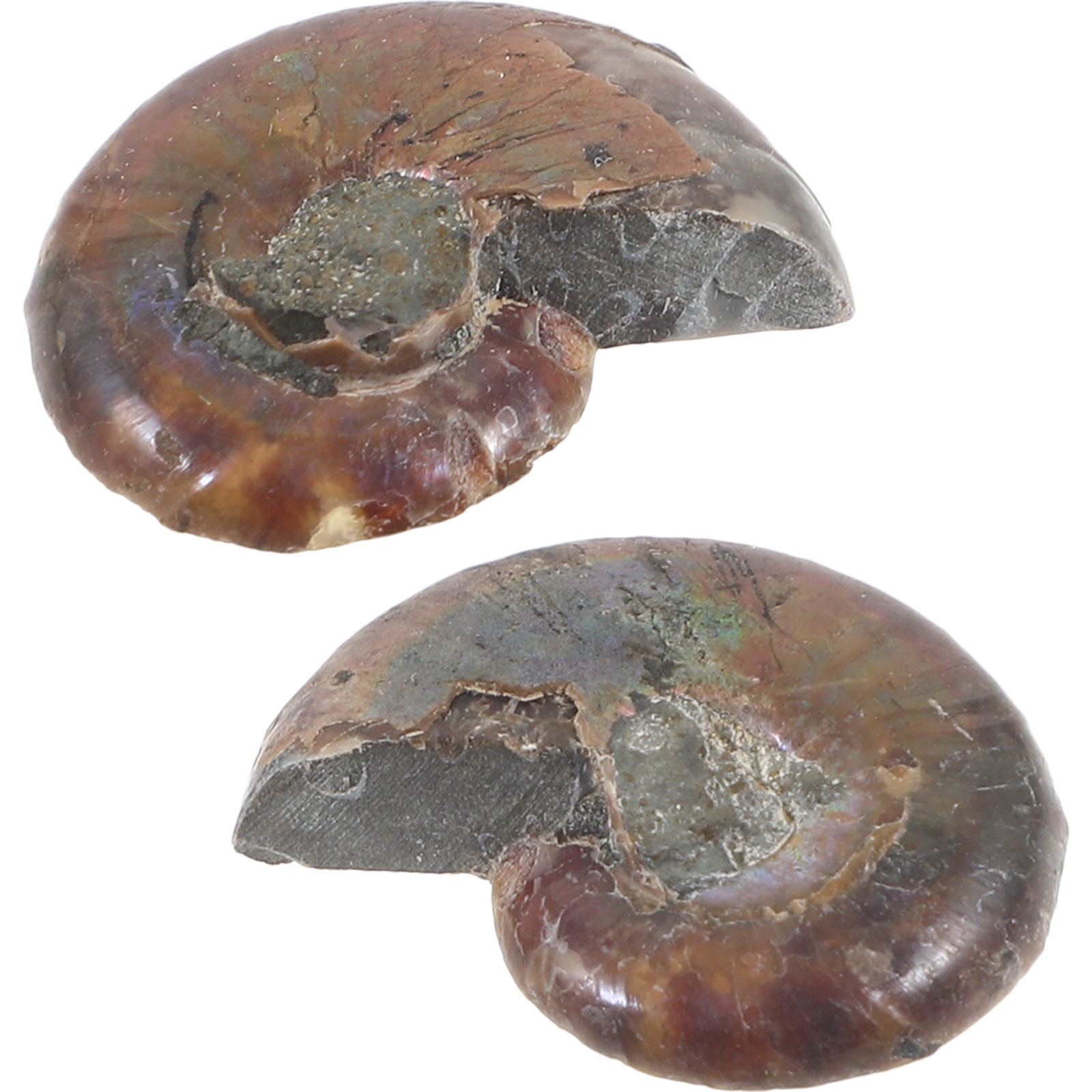 Raindrops 2 Pcs Ammonite Specimen Educational Adornment Model Models ...