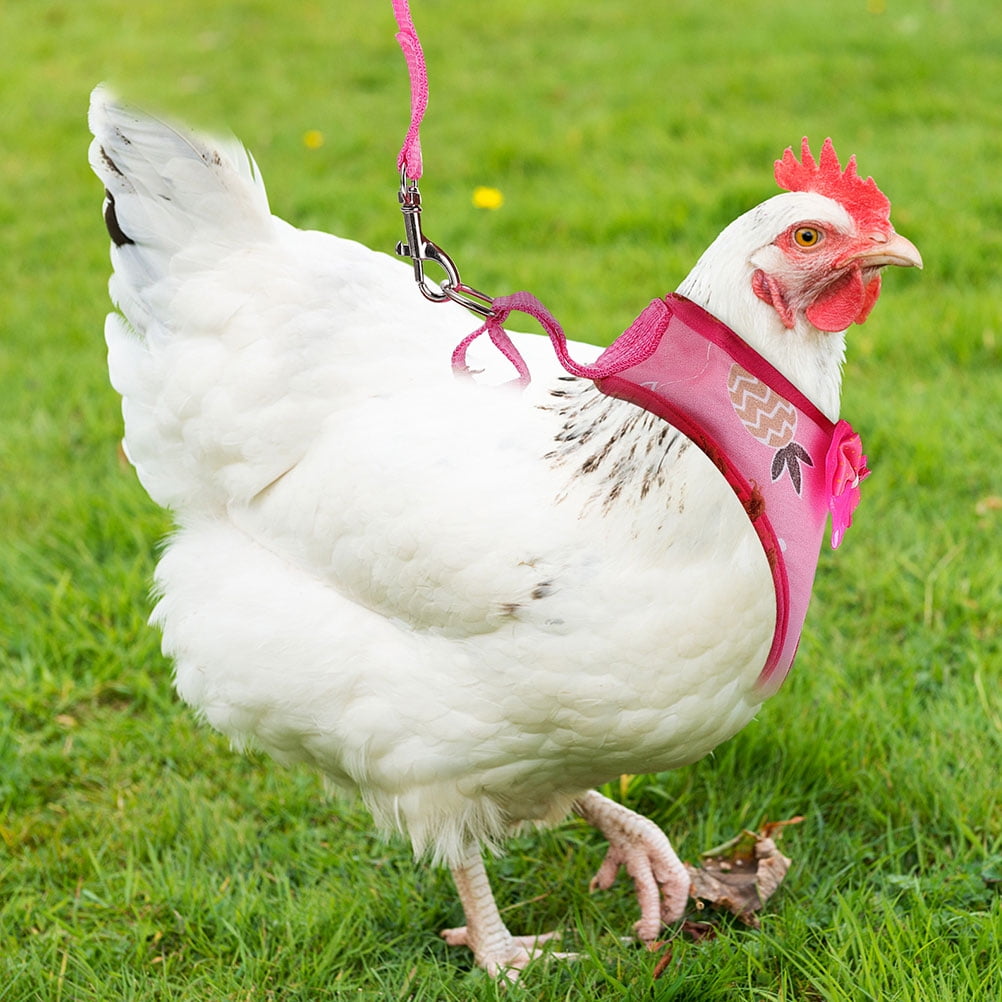 Raindrops 2 Sets of Chicken Leash Chain Breathable Chicken Leash for ...