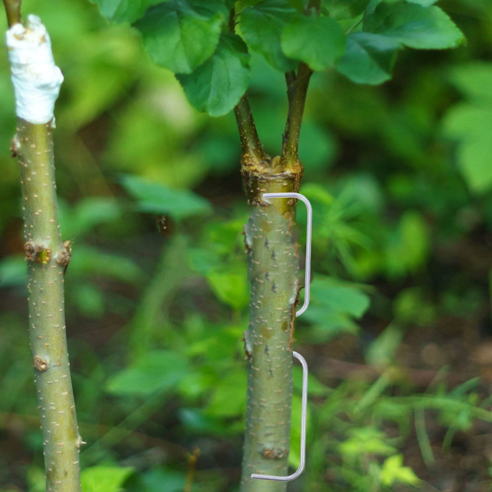 Raindrops 21Pcs Fruit Tree Branch Spreader Branch Separator Metal Branch Puller Tying Machine ...