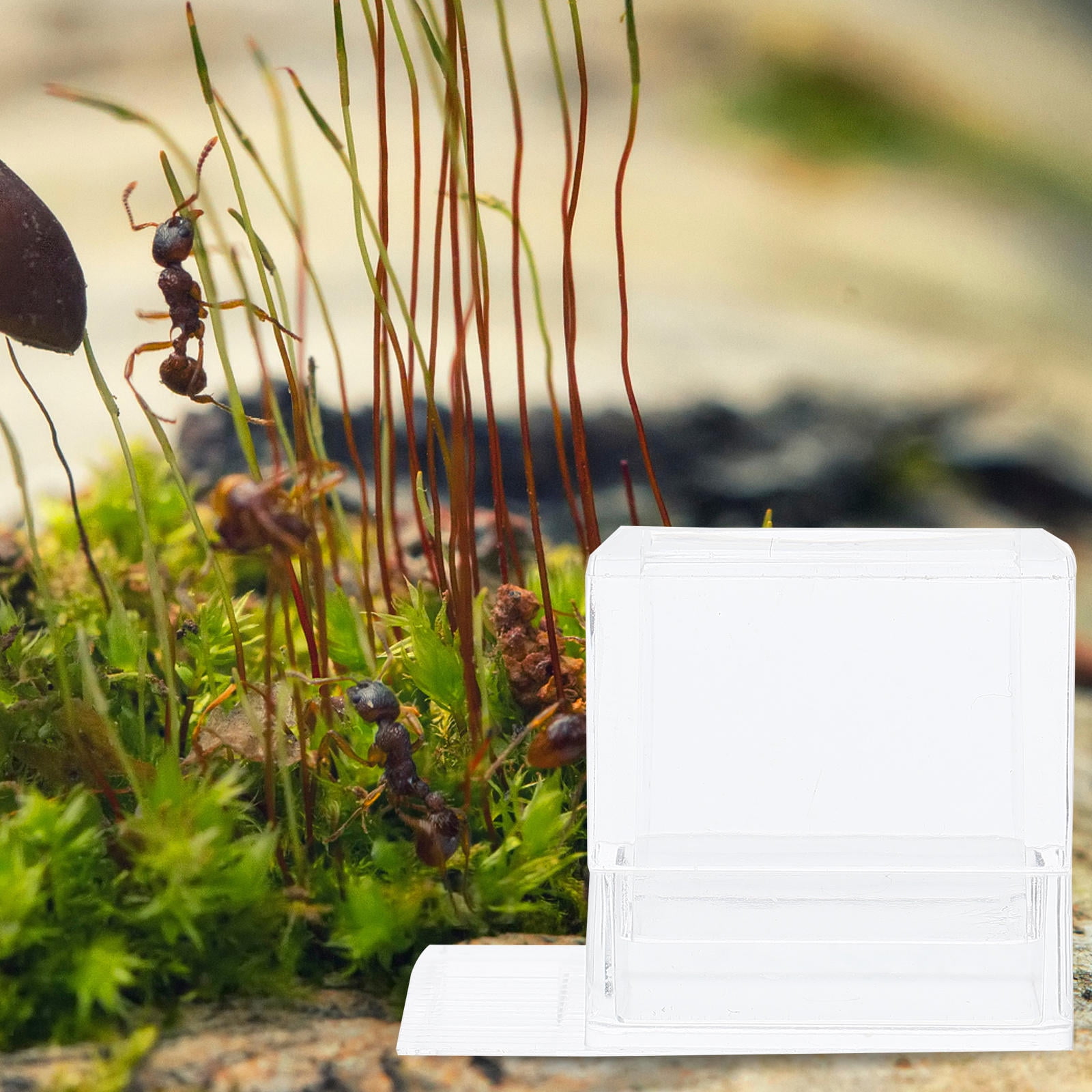 Raindrops 2Pcs Ant Water Feeder Transparent Square Container for Ant ...