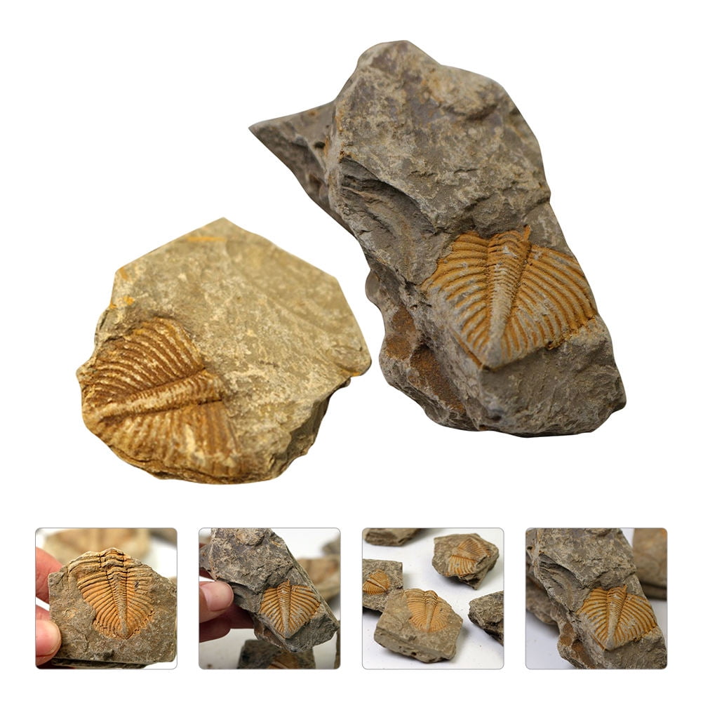 Raindrops 2Set Authentic Small Trilobite Tail Model Irregular Shape for ...