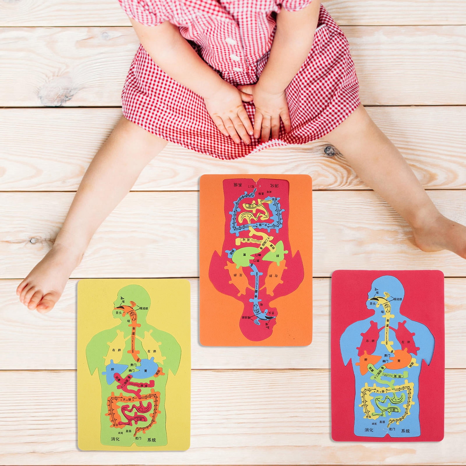Raindrops 3 Pcs Organs Cognitive Puzzle Digestive System Body Cartoon ...