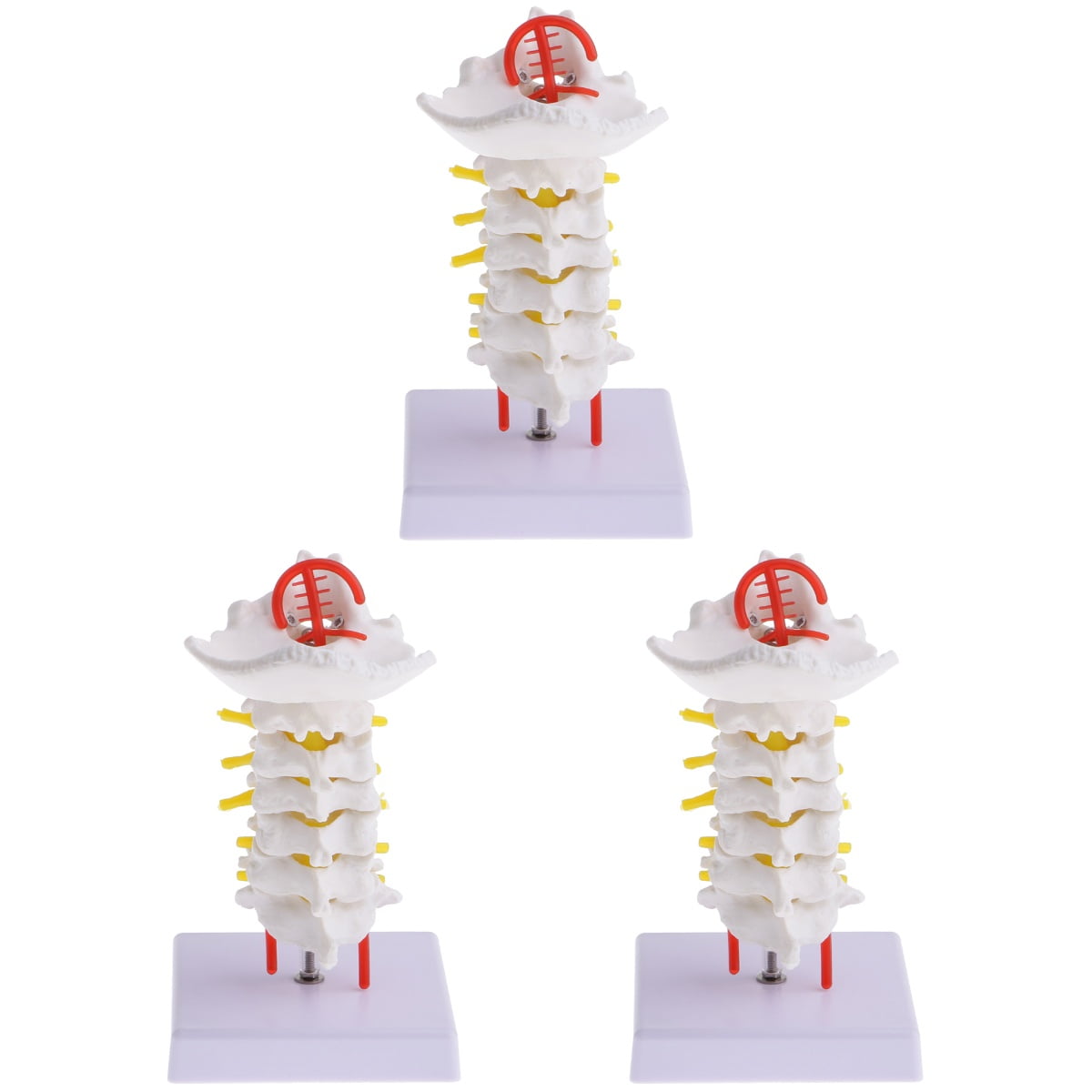 Raindrops 3 pcs Cervical Spine Model Simulation Intervertebral Medical ...