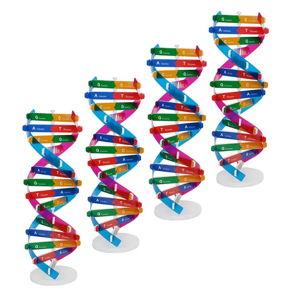 Raindrops 4Pcs Molecular Dna Teaching Model Kit with Detailed Human ...