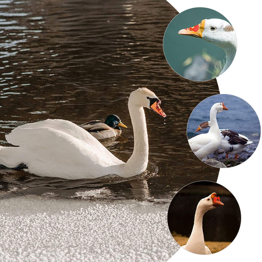 Raindrops 50 Pcs Eye Blinders for Ducks Glasses Poultry Pecking ...