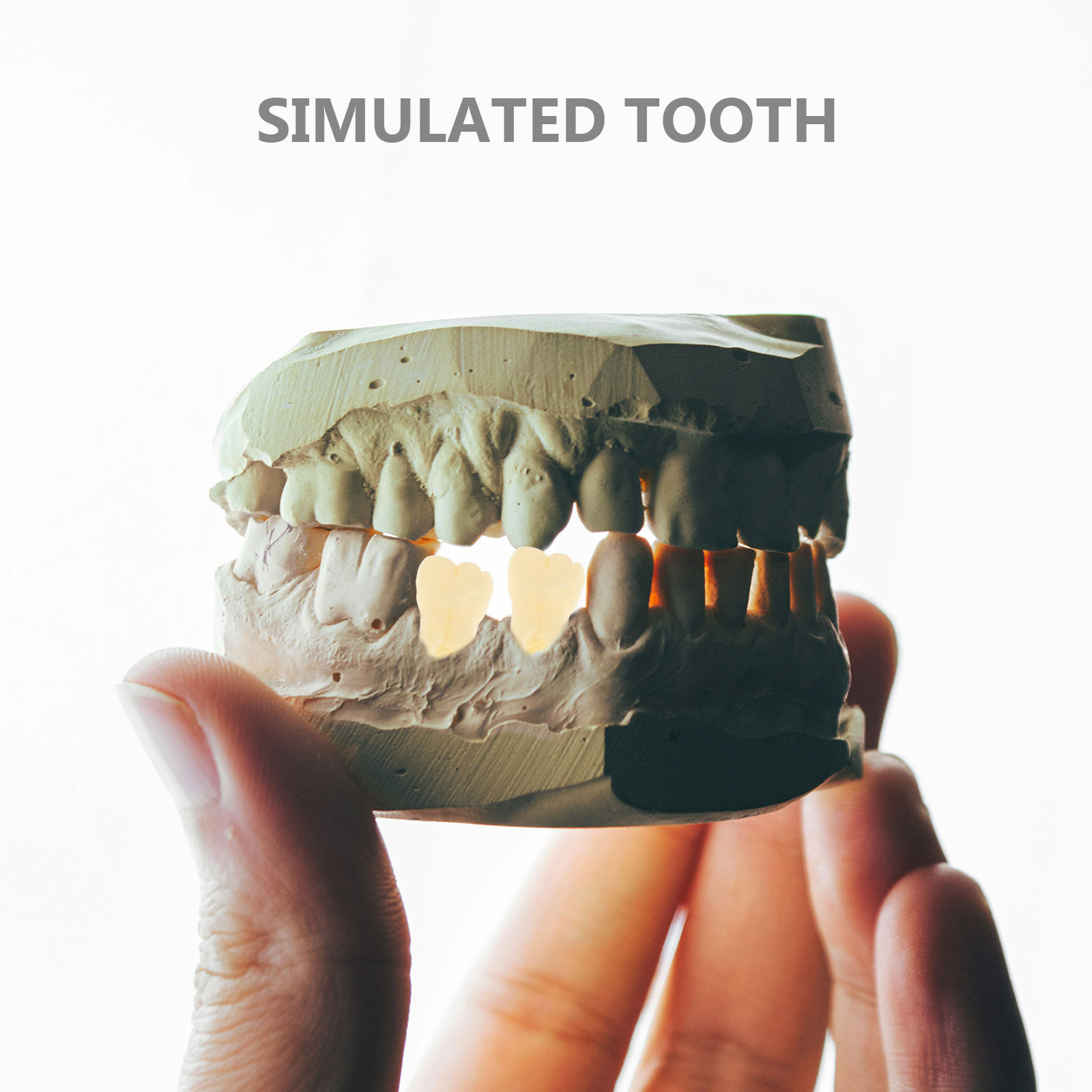 Raindrops Teaching Aid Resin Teeth Model Toy Beige 5Pcs 0.8X0.4X0.4In ...