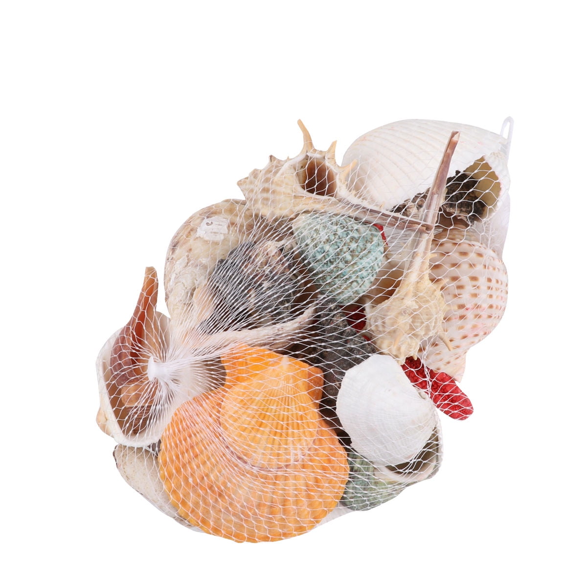 Raindrops Assorted Color Conch Shells for Decoration Perfect DIY Crafts ...