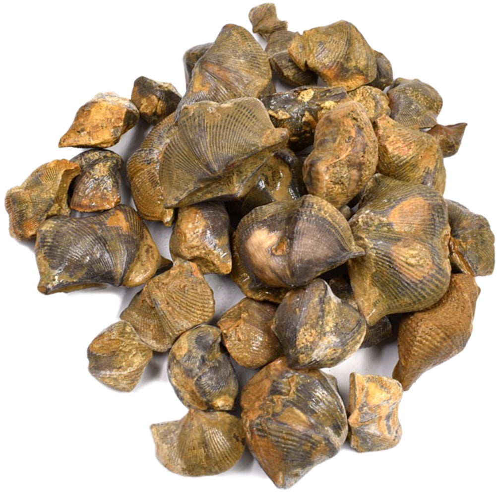 Raindrops Brachiopod Decoration Stone Swallow Fossilized Brachiopod ...