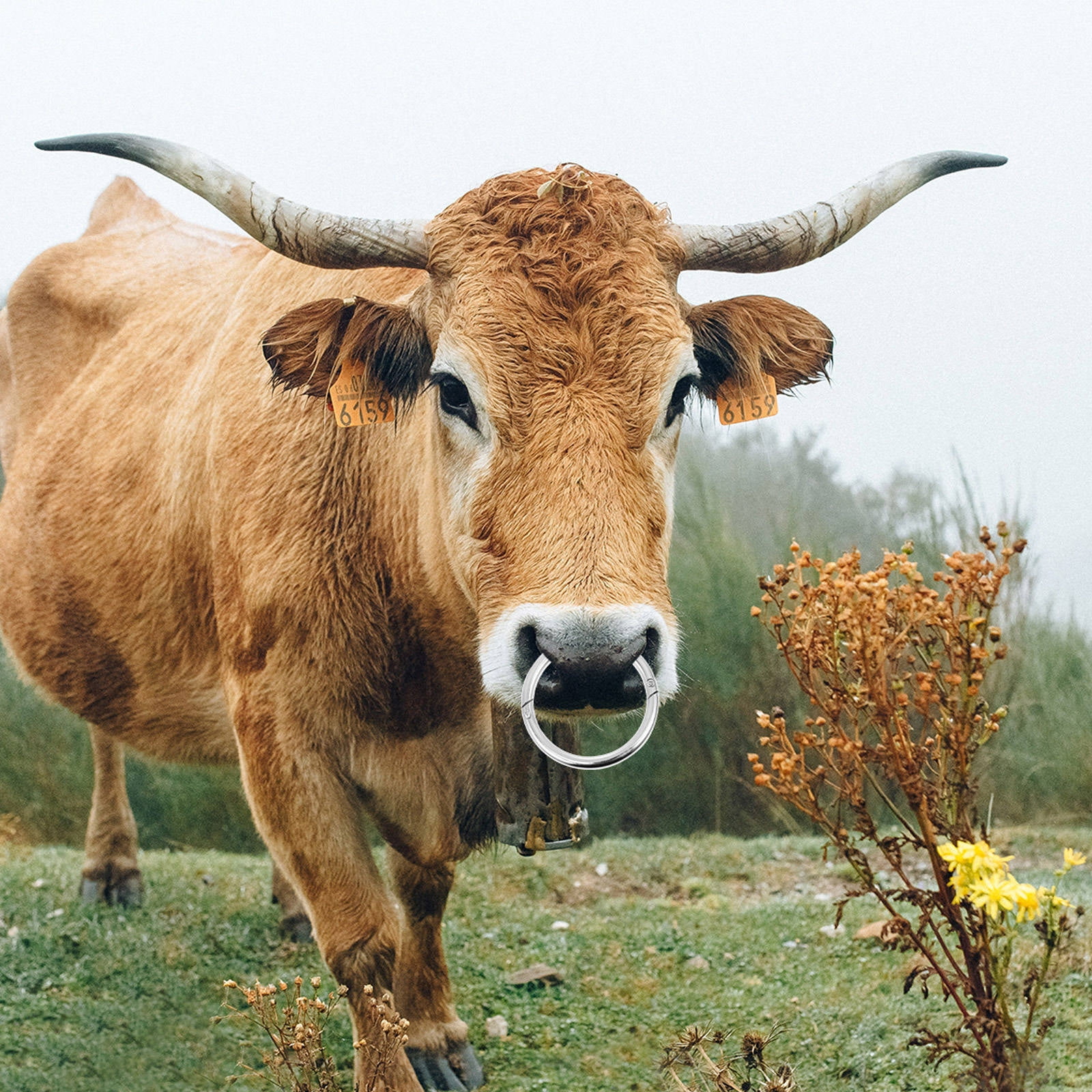 Raindrops Bull Nose Rings for Cattle Reusable Livestock Nose Rings ...