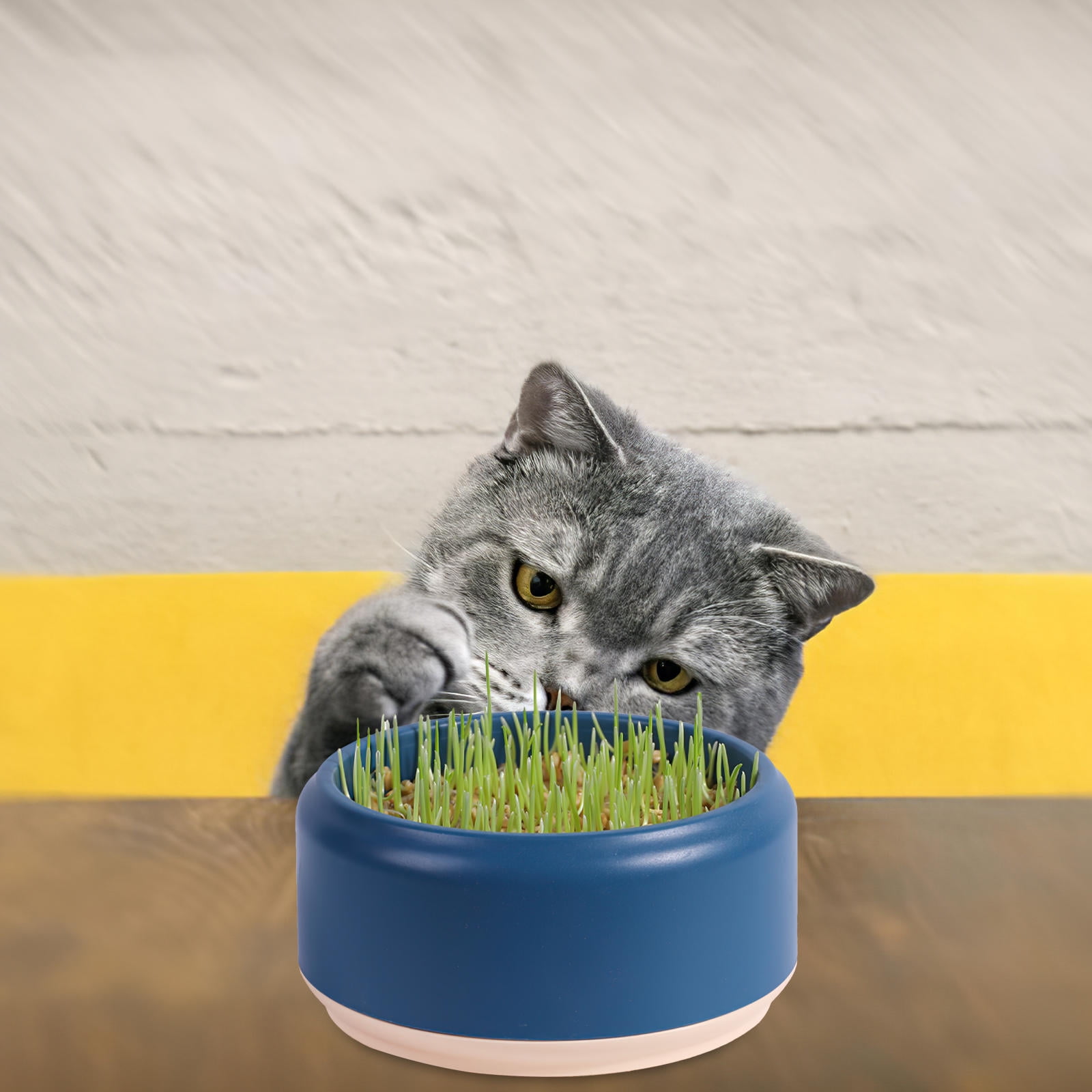 Raindrops Cat Catnip Planter Cat Grass Planting Box Soilless Catnip Box ...