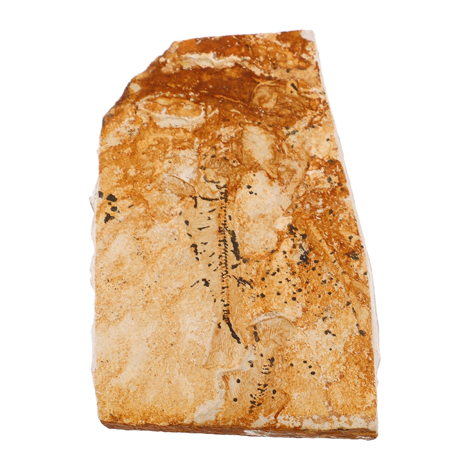 Raindrops Classroom Specimens Wolf-finned Fish 7.70X5.20X0.50CM ...