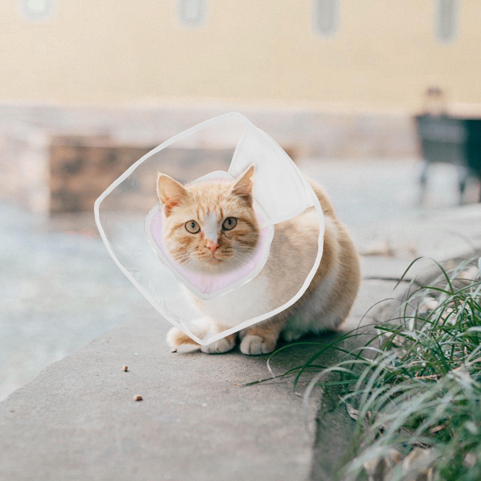 Raindrops Cone for Cats Soft Compound Collar Widely Loved to Prevent ...