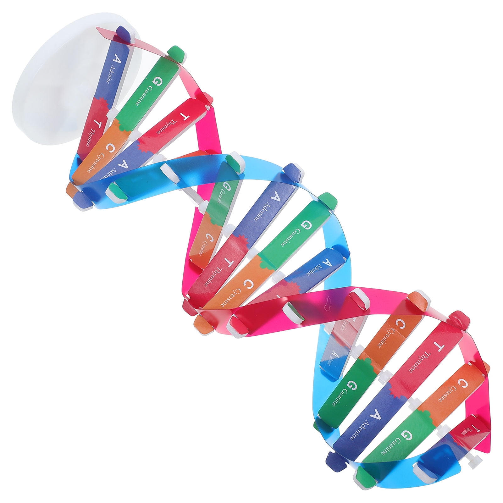 Raindrops DNA Kit Self Double Helix Model Kit Assembling DNA Display ...