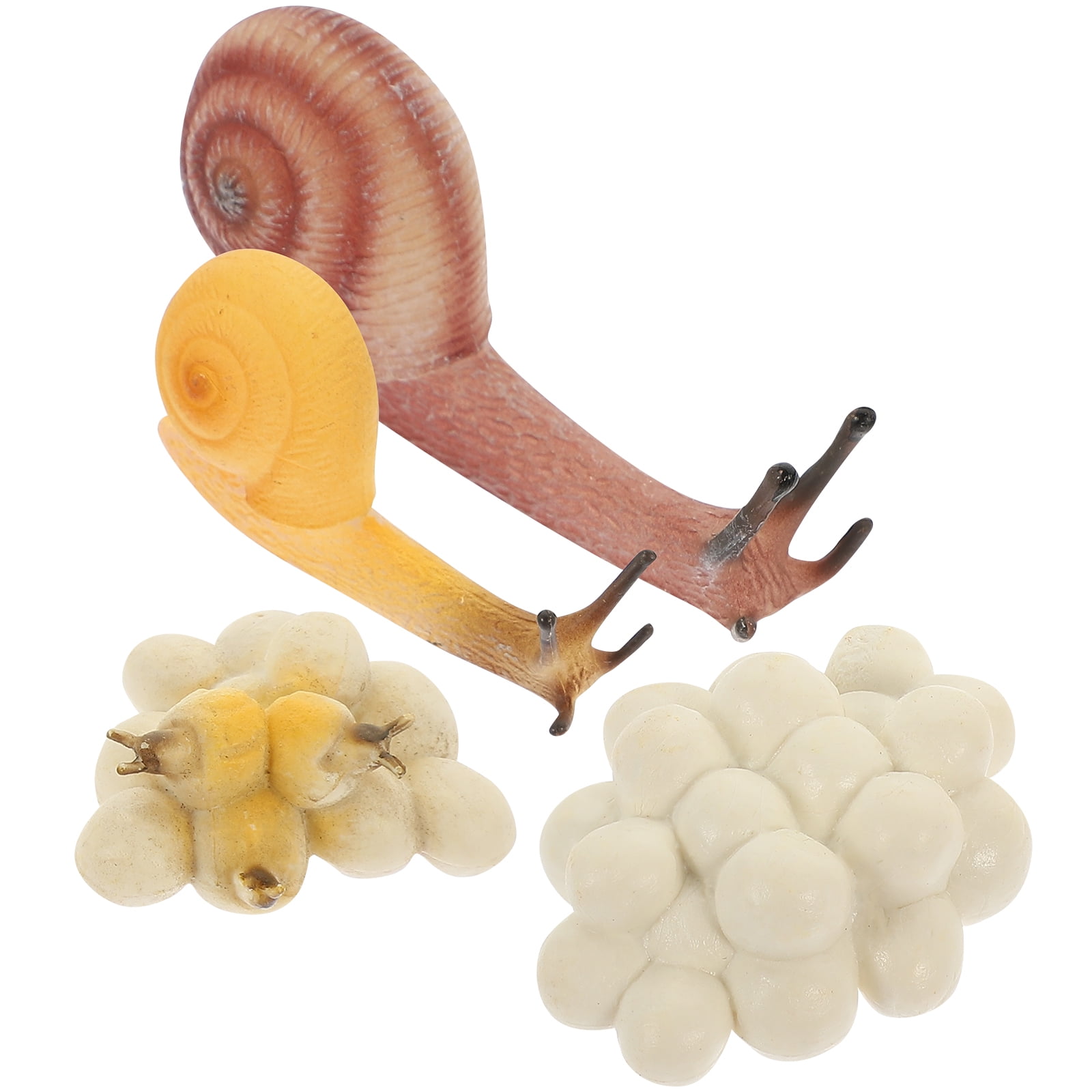 Raindrops Filler Railing Planter Snail Growth Cycle Biology Model ...