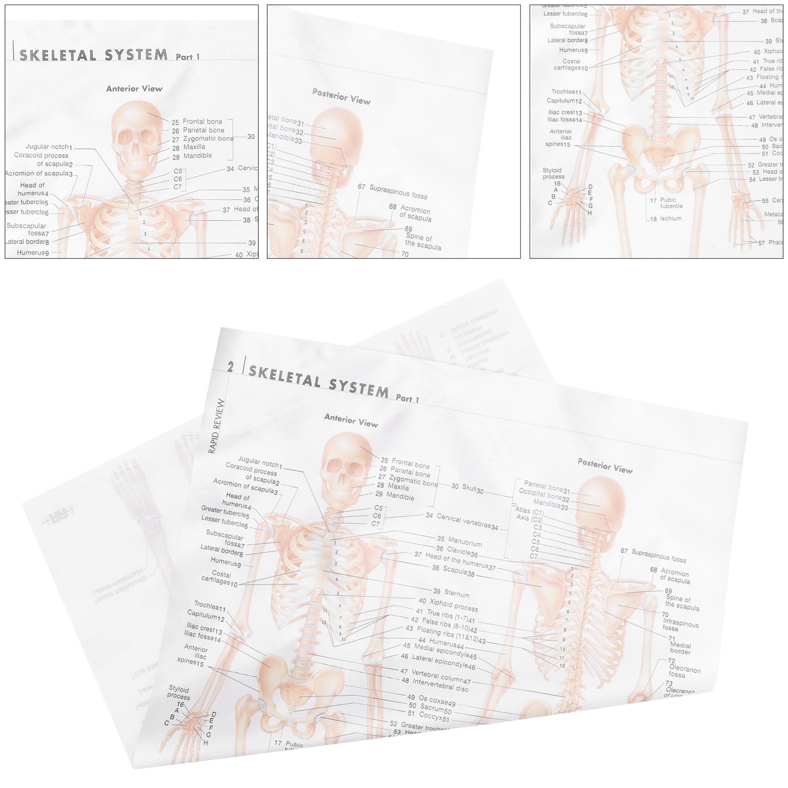 Raindrops Human Anatomy Poster Creative Poster 70X50CM Beige - Walmart.com