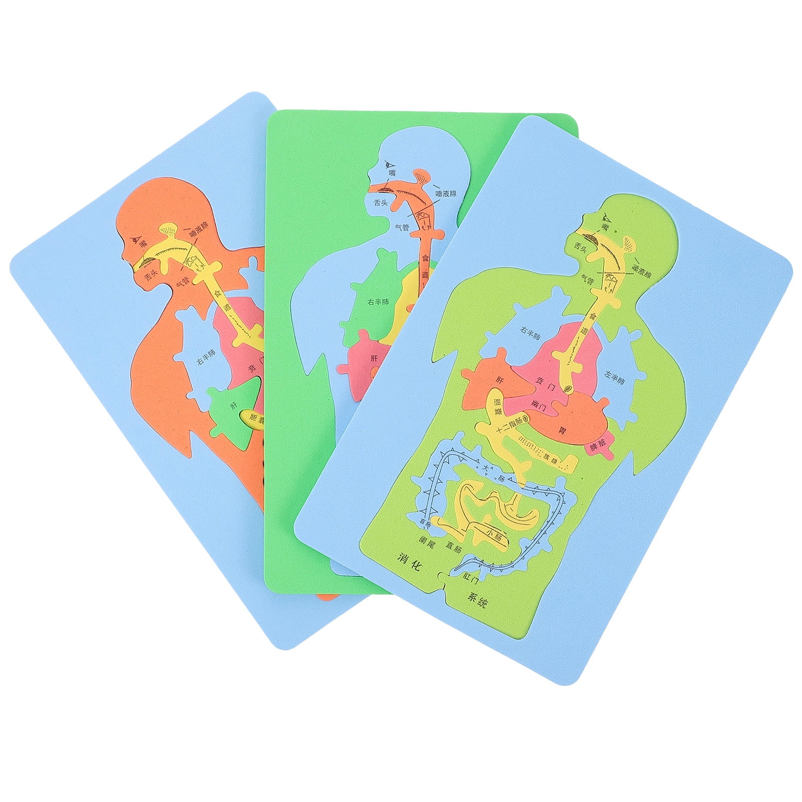 Raindrops Human Body Assembly Toy 3Pcs in Assorted Color for Children's ...