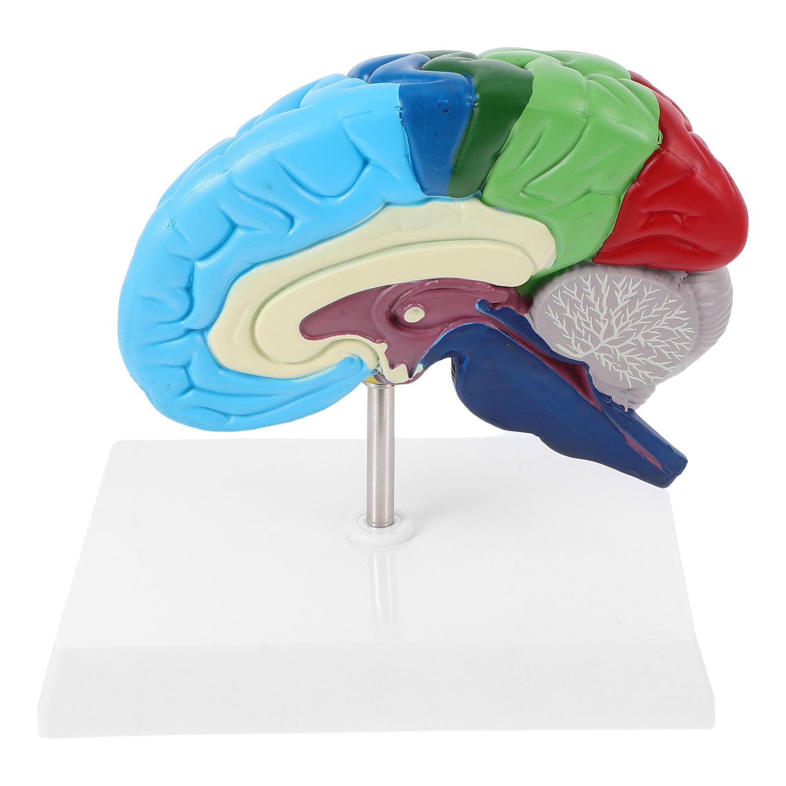 Raindrops Human Brain Models 1:1 Scale Right-Half Brain Model For ...