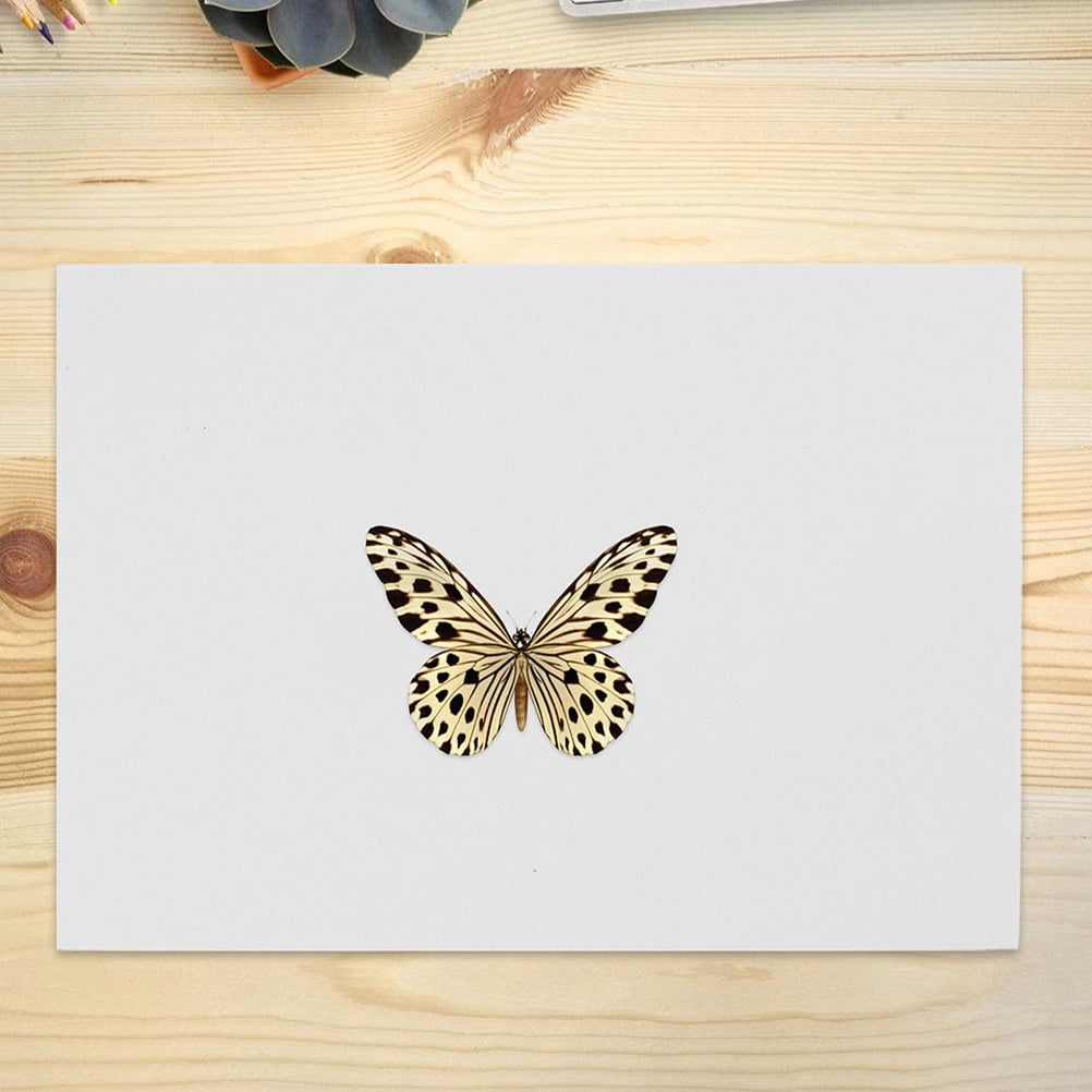 Raindrops Insect Display Board Butterfly Specimen Pinning Kit Posture ...