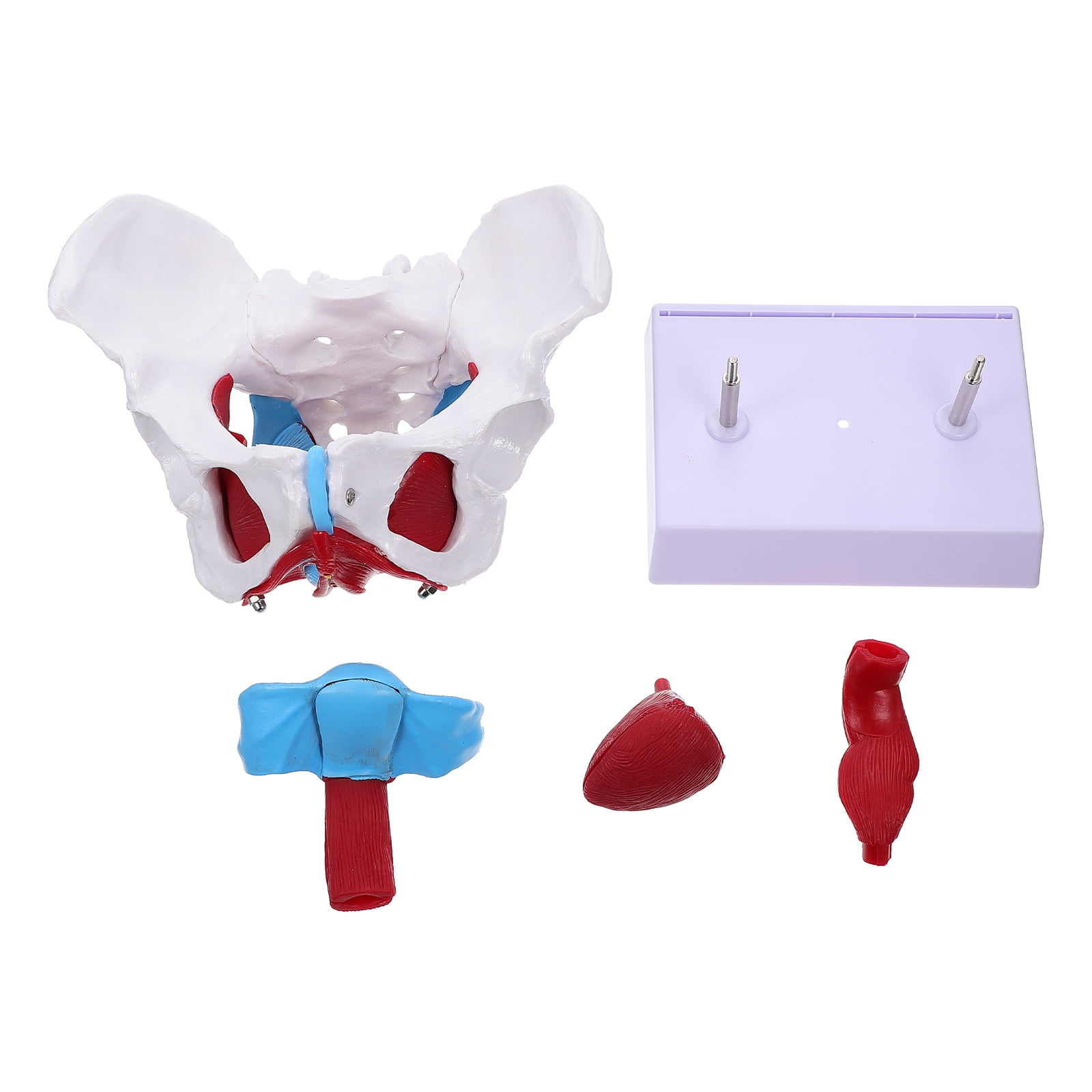 Raindrops Pelvic Model Female Scientific Anatomy Human Body for Kids ...