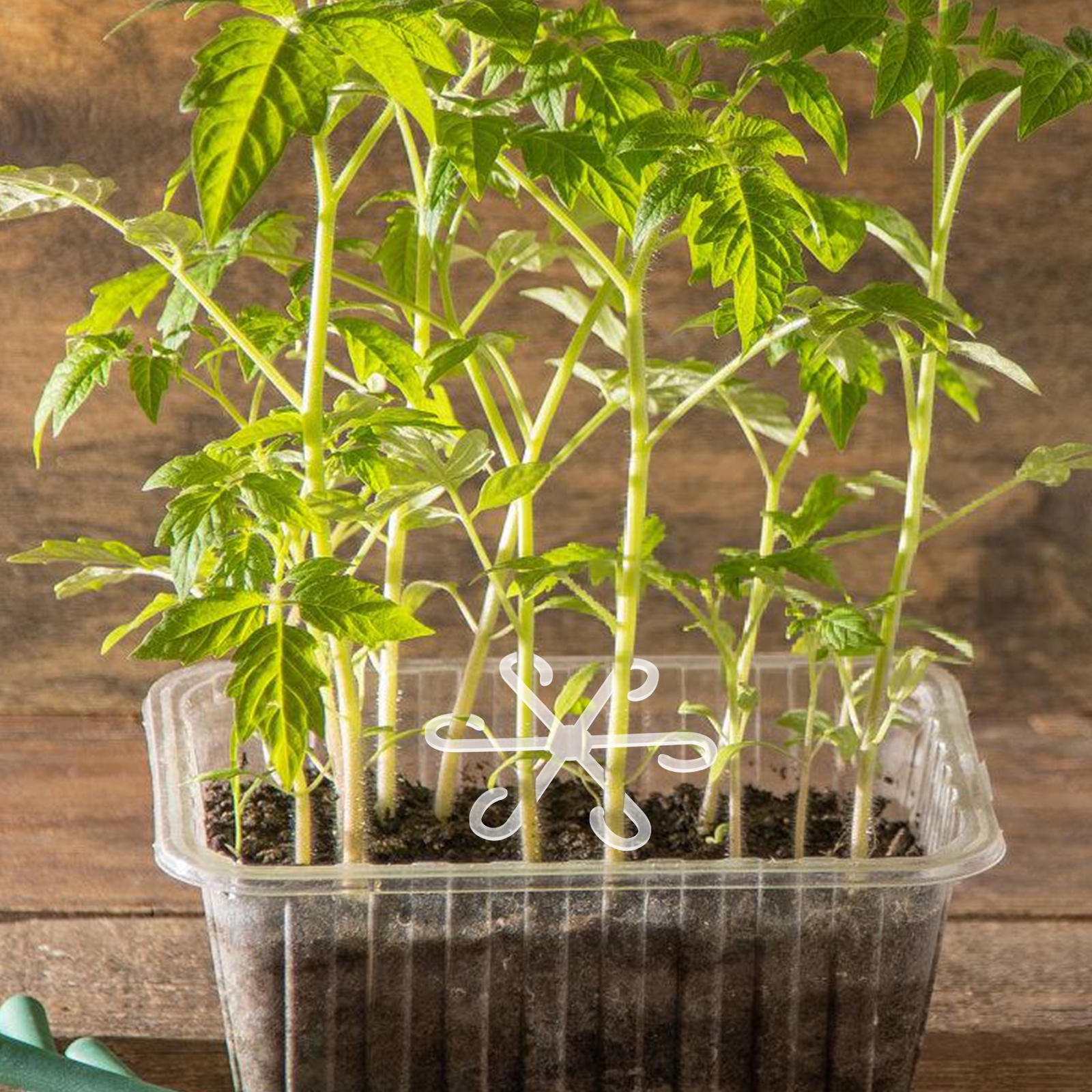 Raindrops Plant Stem Support Bracket Flower Stems Rack Flower Stems ...