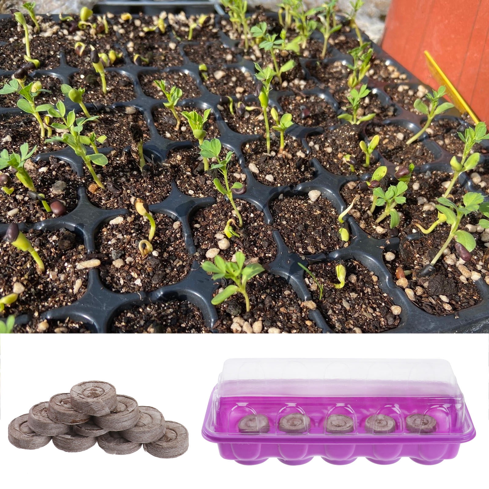 Raindrops Purple Plastic Sprouter Tray for Planting with 20 x 30mm ...