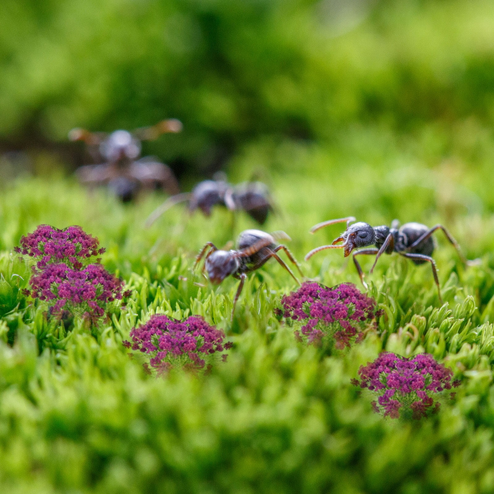 Raindrops Realistic Style Resin Grass for Hobbyists and Model Makers 0 ...