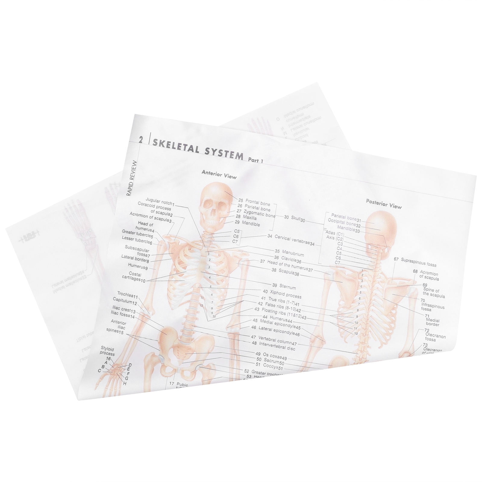 Raindrops Skeletal Structure Anatomy Poster Hanging Skeleton Model ...