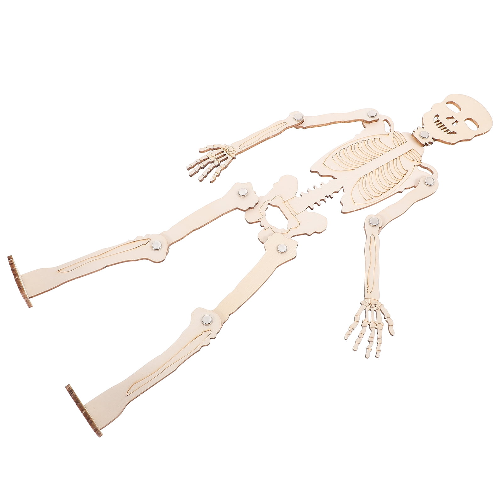 Raindrops Wooden Human Skeleton Model for Assembly and Education Beige ...