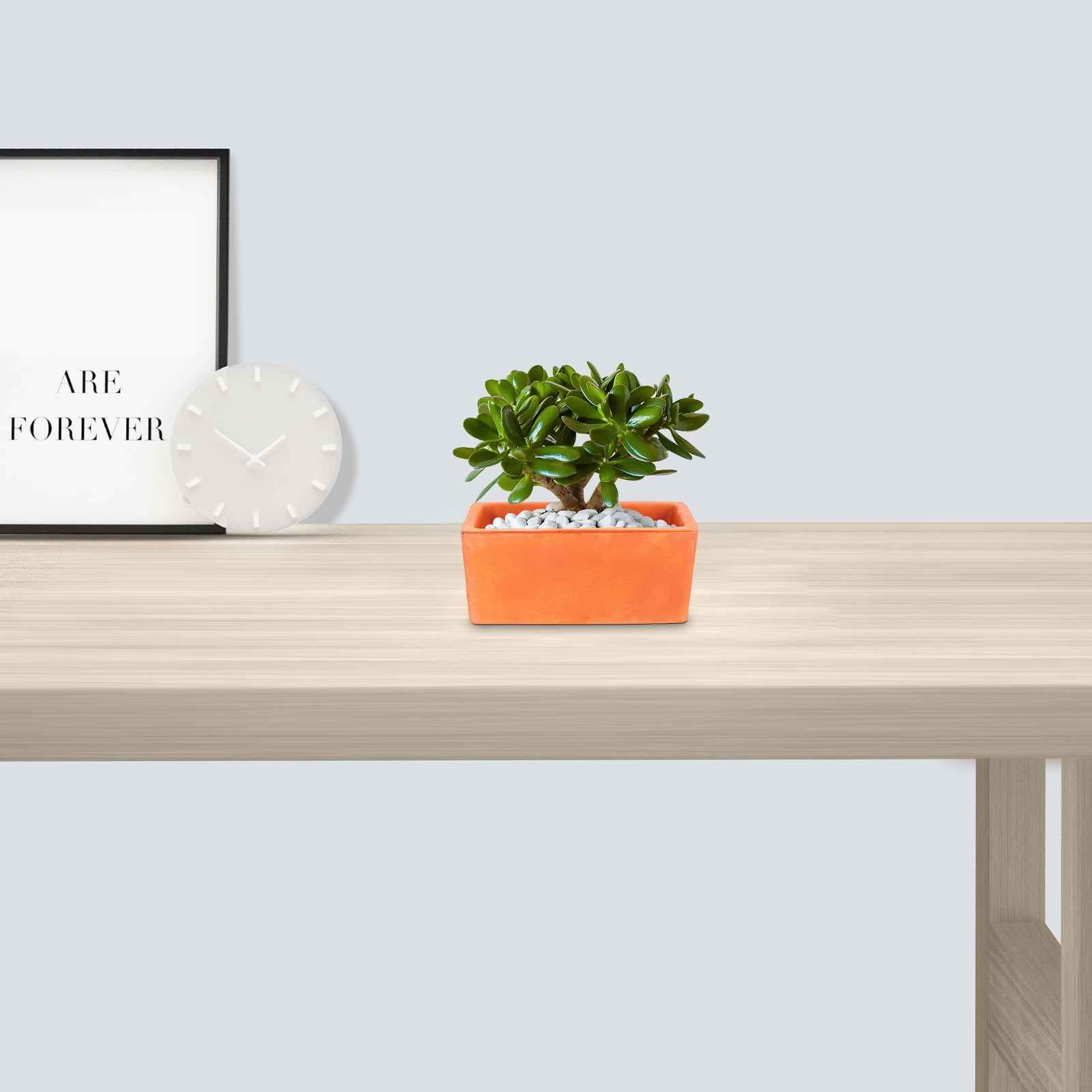 Raindrops Small Rectangular Planter Terracotta Plant Pot Succulent ...