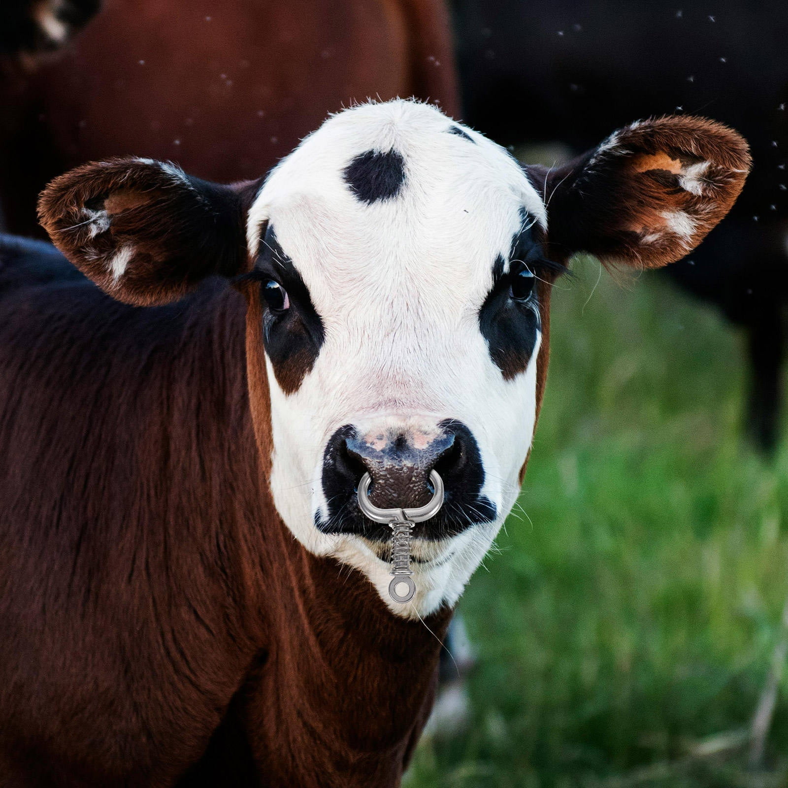 Raindrops Steel Cattle Nose Piercing Ring Cow Nose Ring Livestock ...