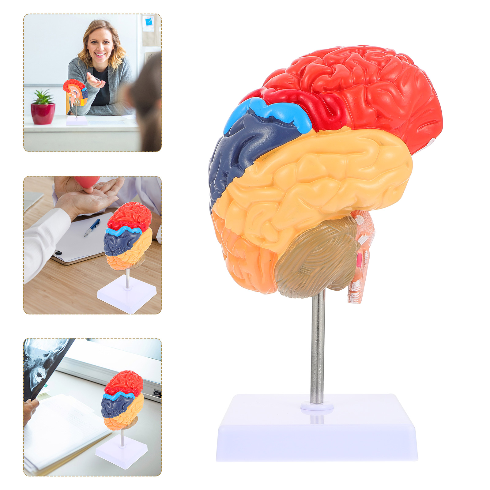 Raindrops Teaching Brain Anatomical Model Medical Half Brain Structure ...