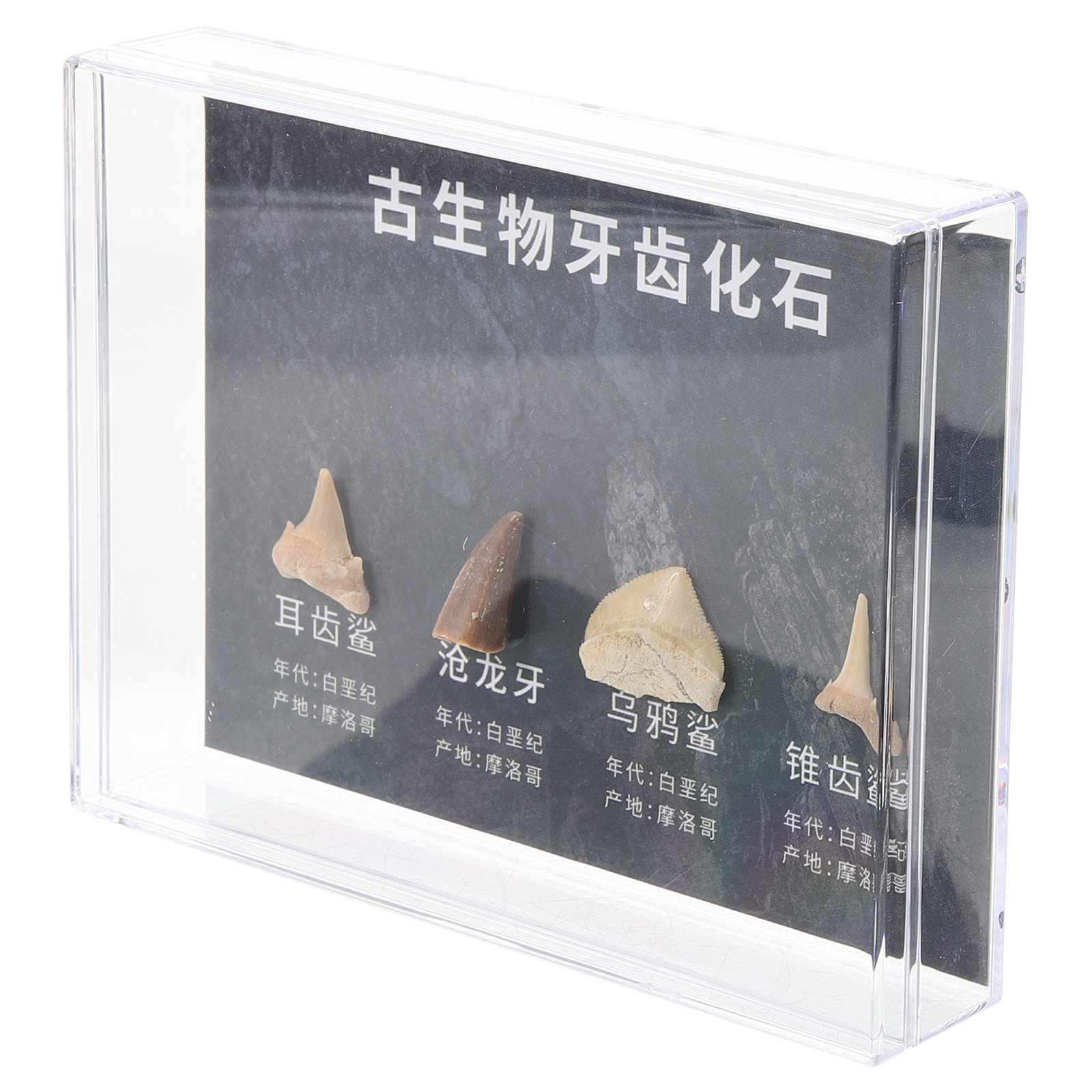 Raindrops Trilobite Dinosaurs Wolf-finned Fish Child Student - Walmart.com