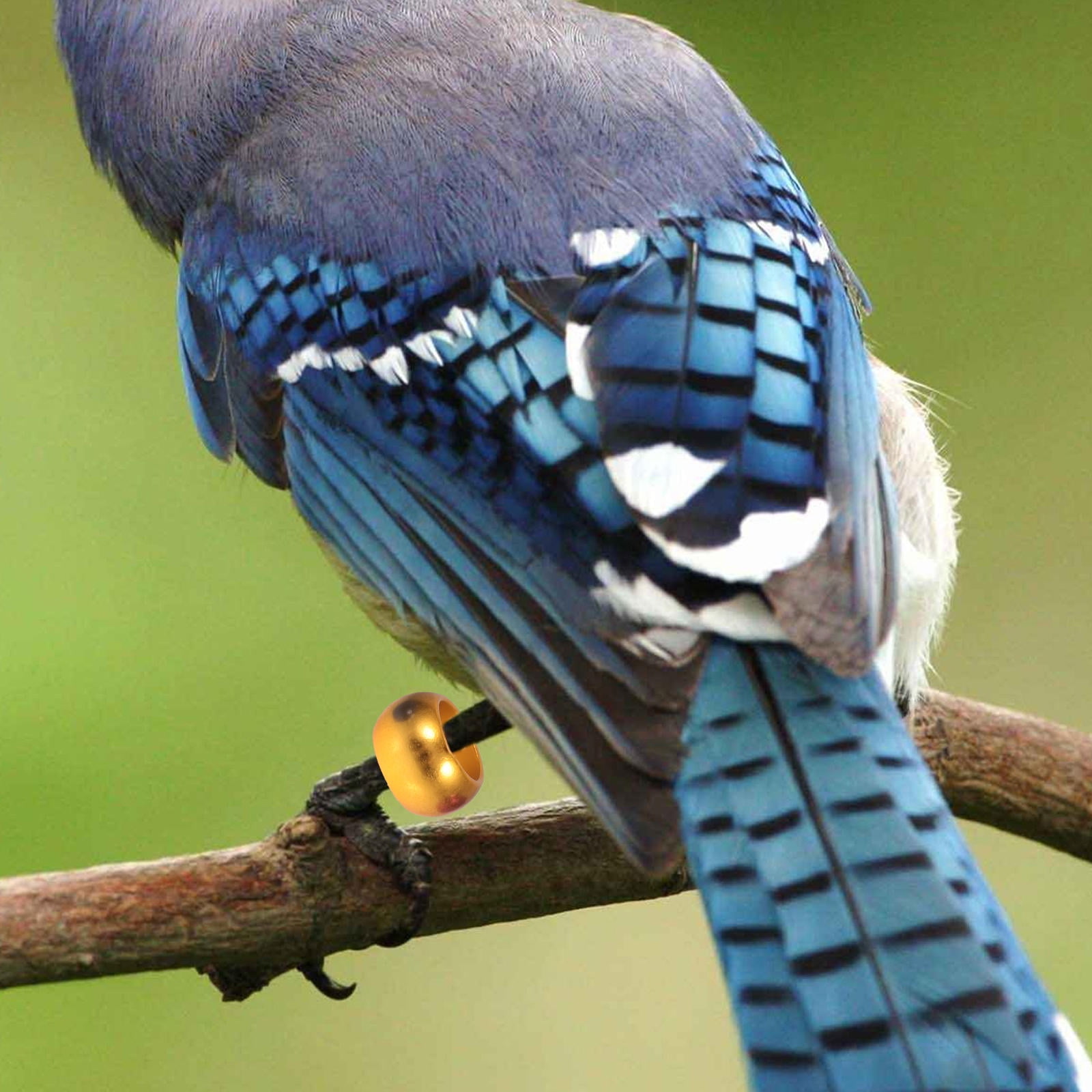 Raindrops Versatile Aluminum Bird Leg Bands for Pet Use Assorted Color ...