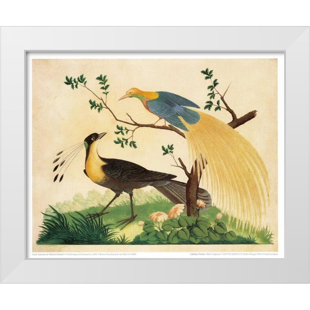 Raineri, Carlo, Vittorio 18x15 White Modern Wood Framed Museum Art ...