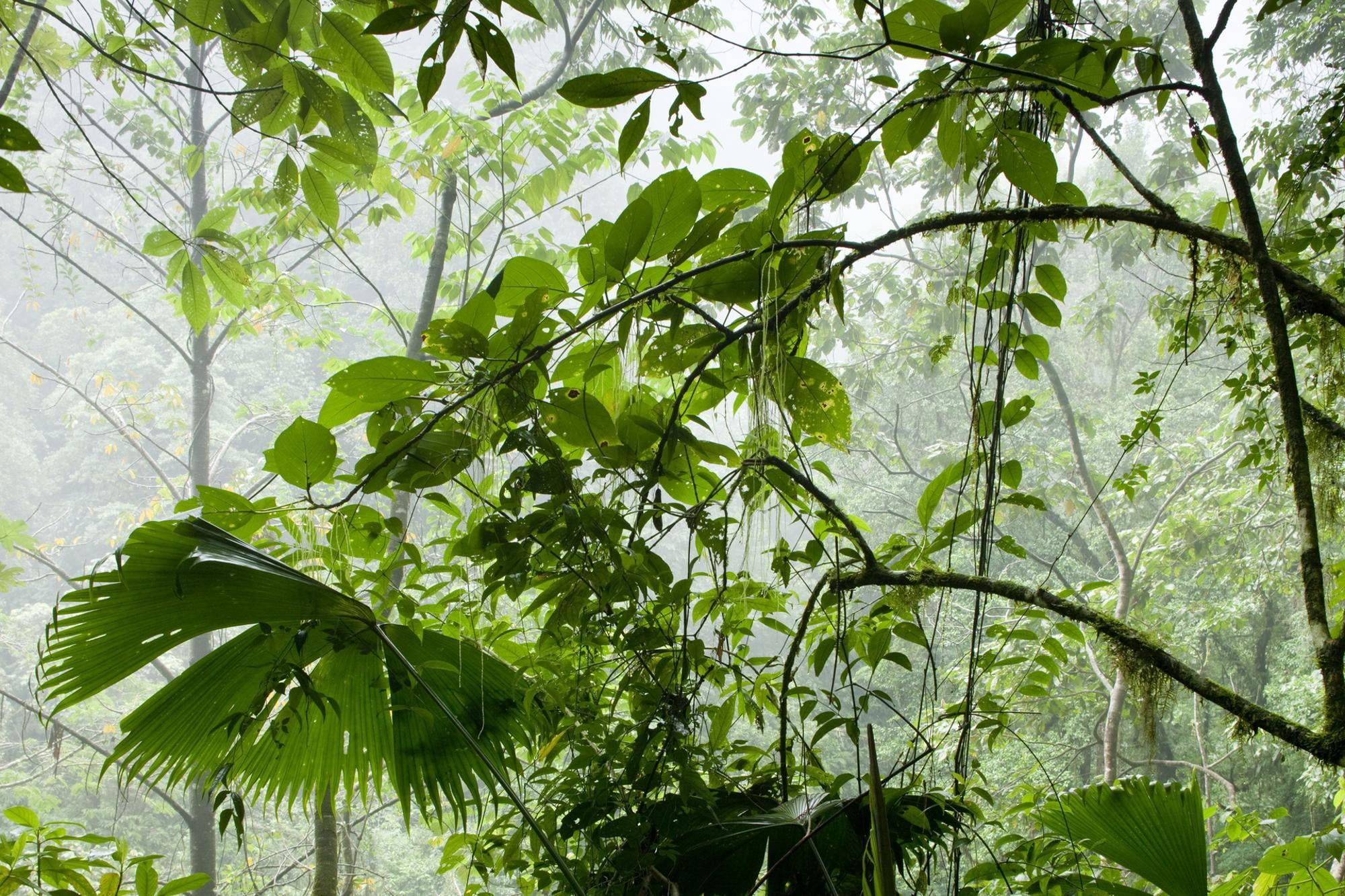 Art.com Rainforest Along Fortuna River Photographic Print by Paul ...