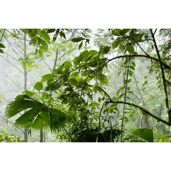 Art.com Rainforest Along Fortuna River Photographic Print by Paul ...