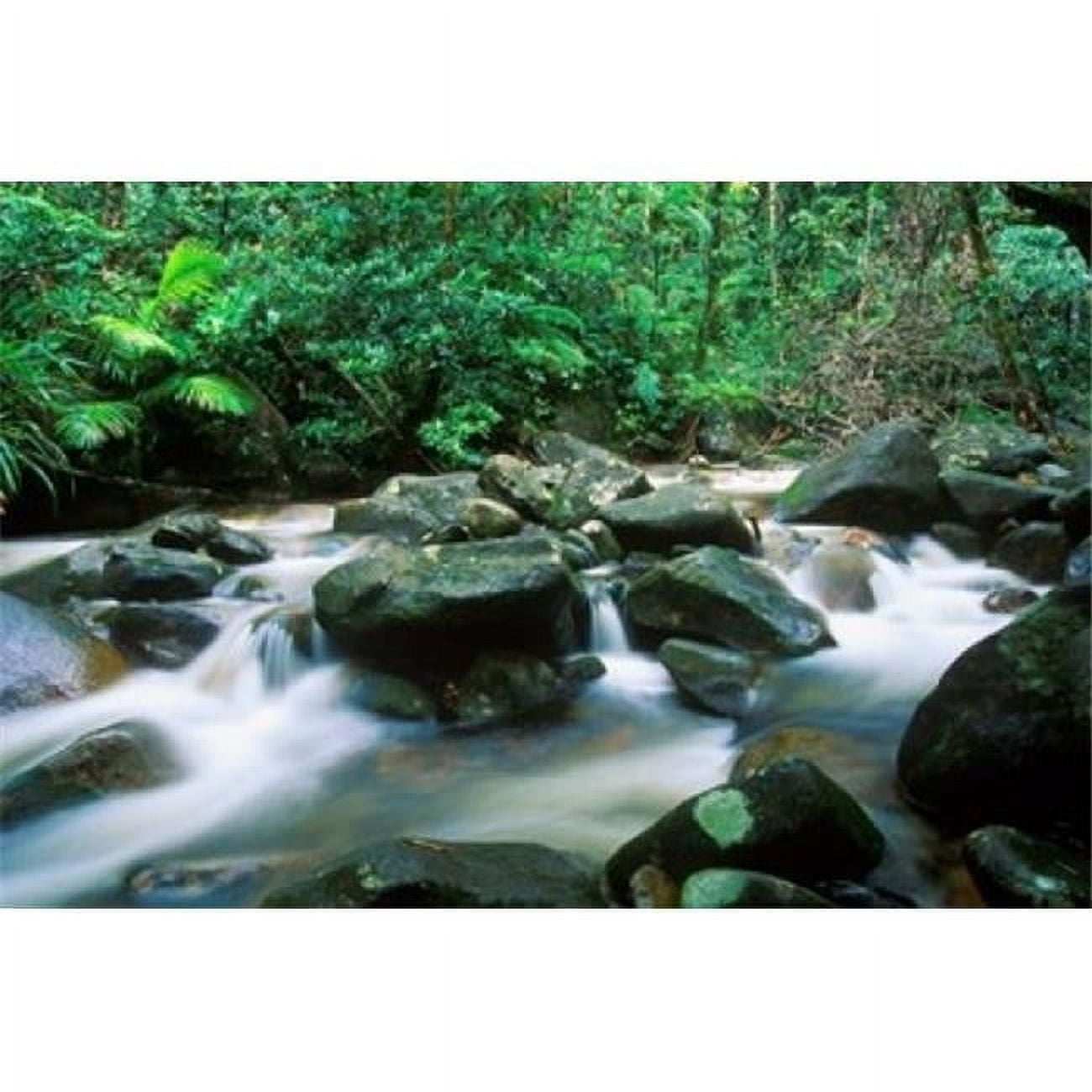 Rainforest Daintree National Park Queensland Australia Poster Print by ...