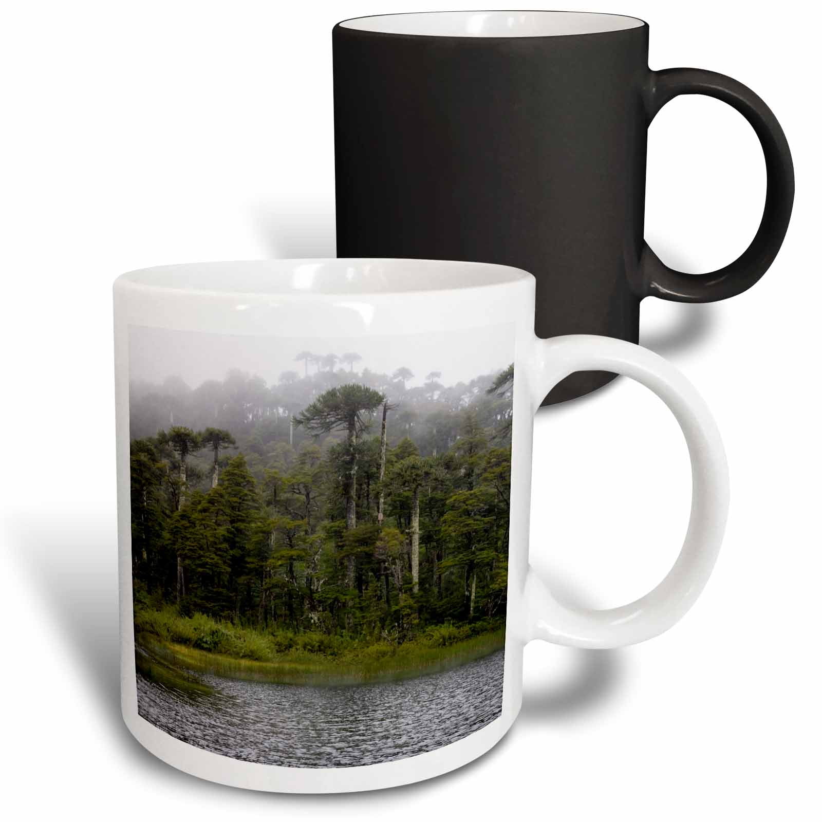 3drose, Rainforest, Lago Chico, Lakes District, Chile - Sa05 Ssm0184 ...